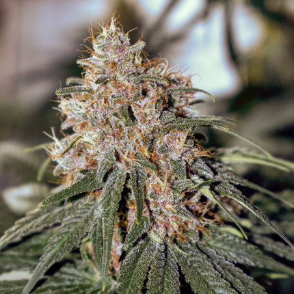 Buy C-Vibez® Feminised Seeds | Dutch Passion