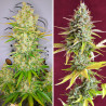 Buy Auto Lemon Kix ® Autoflower Cannabis Seeds | Dutch Passion UK