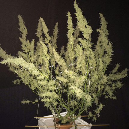 Buy Auto Bruce Lemon Diesel® Feminised Cannabis Seeds