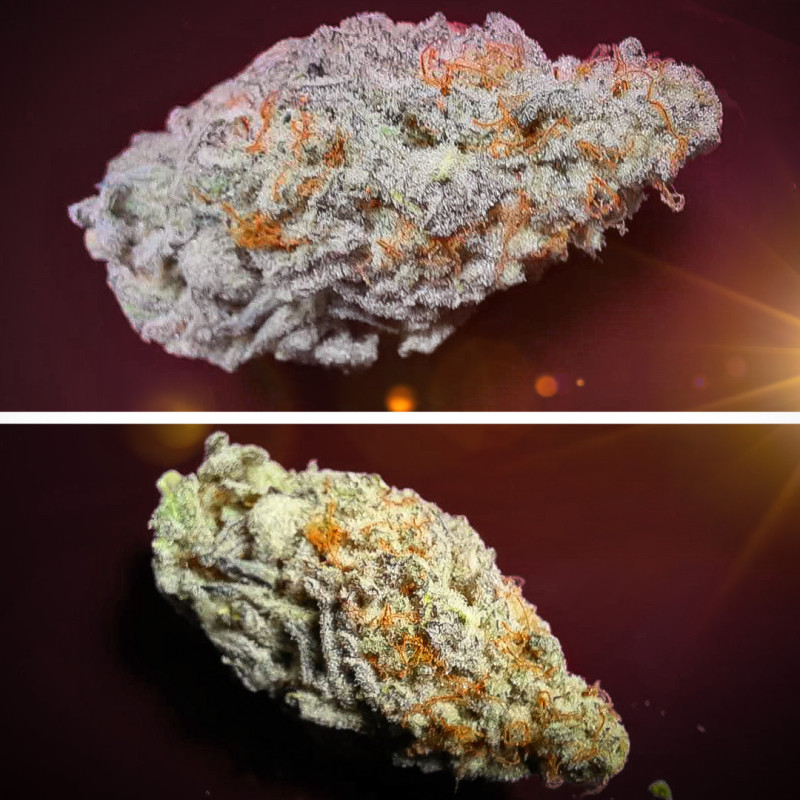 Buy Orange Bud 2.0® Feminised Seeds | Dutch Passion UK