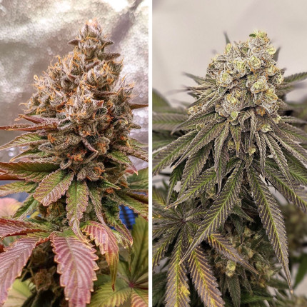 Buy Melonade Runtz ® Feminised Seeds | Dutch Passion UK