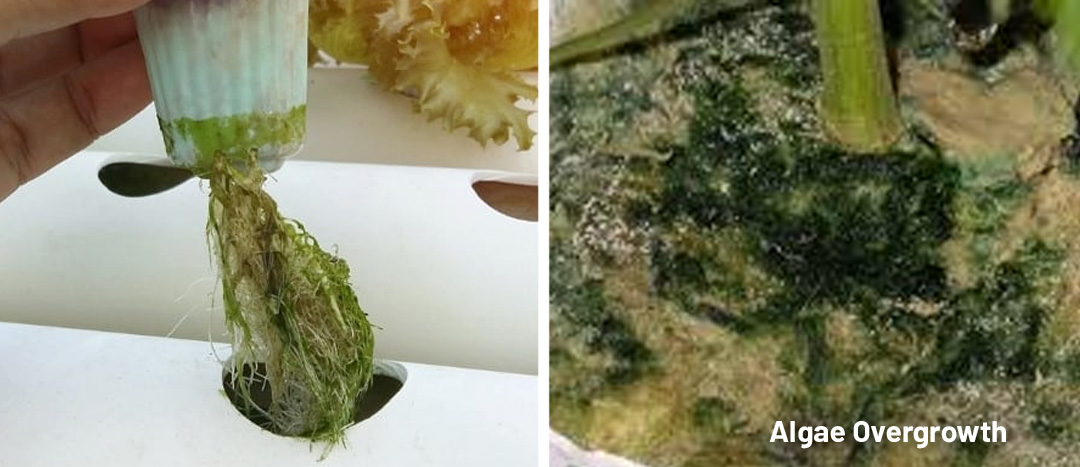 A Visual Guide to Cannabis Pests and Diseases | Dutch Passion