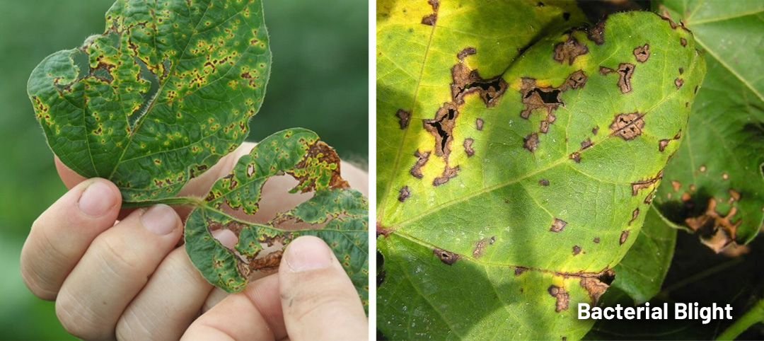 A Visual Guide to Cannabis Pests and Diseases | Dutch Passion