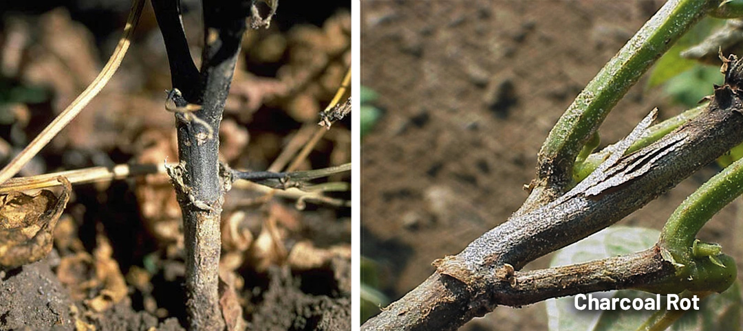 A Visual Guide to Cannabis Pests and Diseases | Dutch Passion