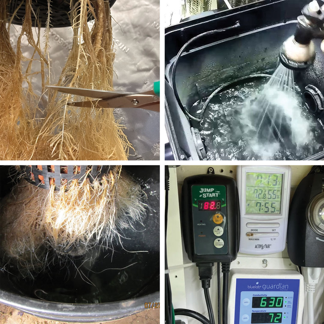 Hniloba kořenů u konopí: příznaky a léčba | Dutch Passion