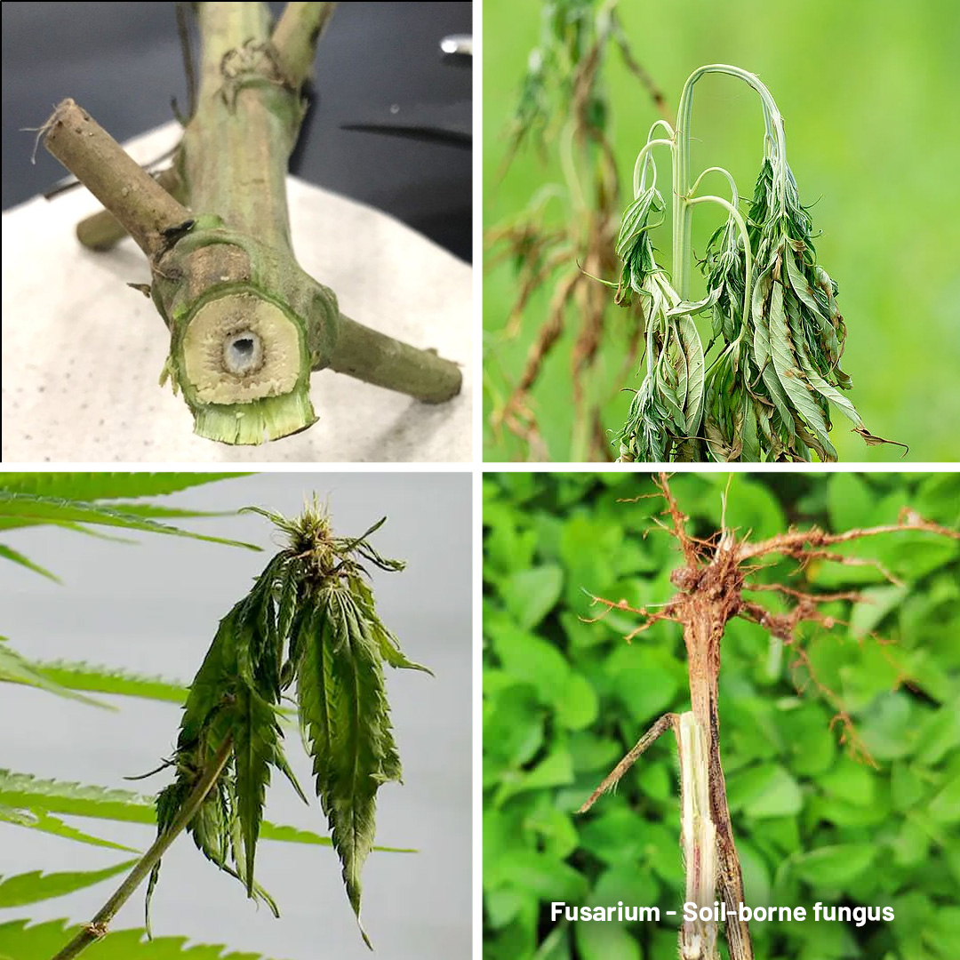 A Visual Guide to Cannabis Pests and Diseases | Dutch Passion