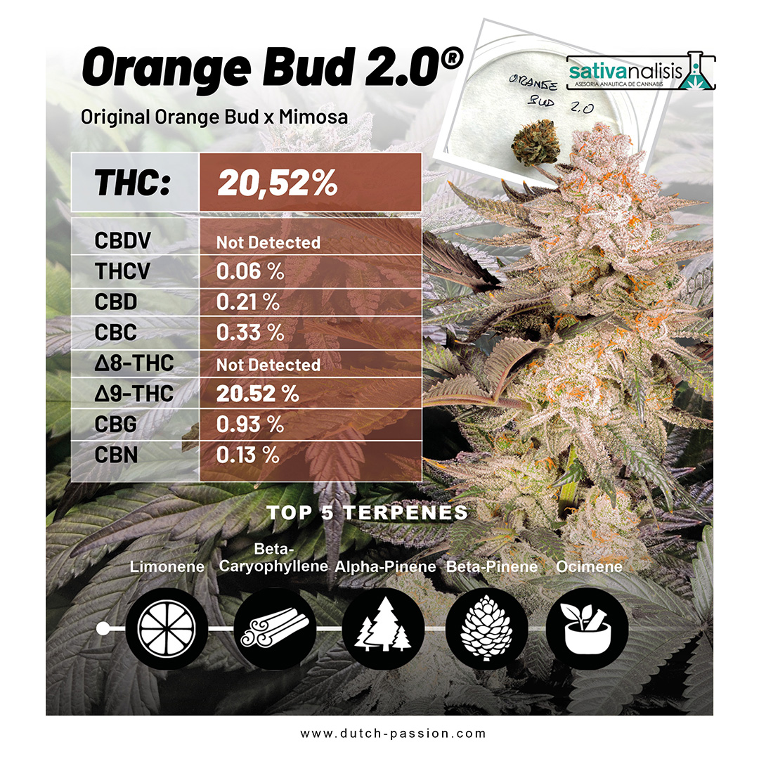 Orange Bud 2.0 cannabis seeds lab-test analysis | Dutch Passion