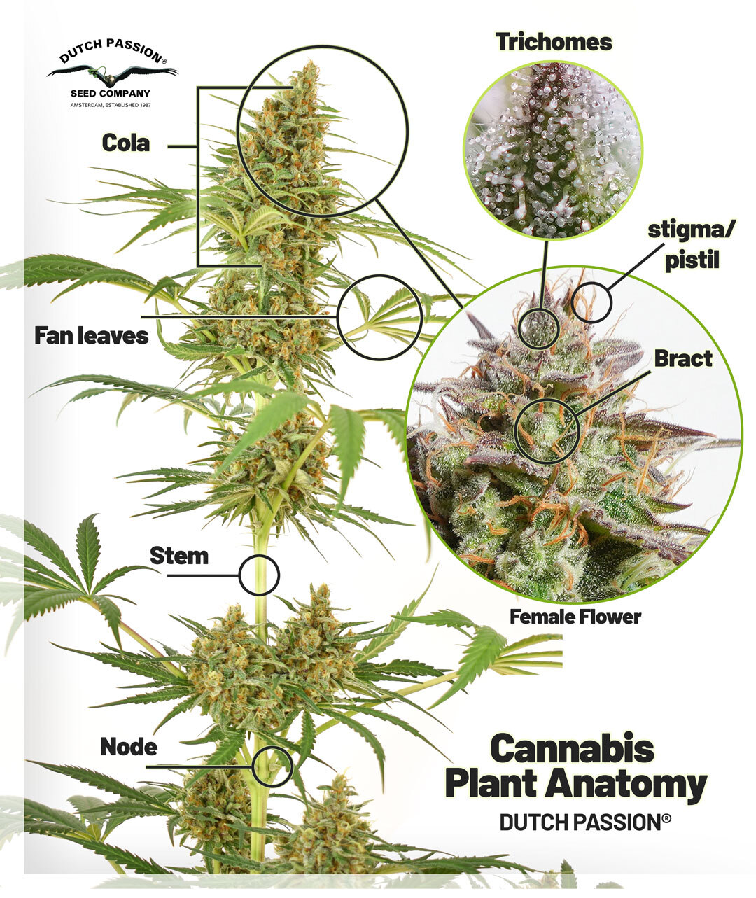 Cannabis Plant Anatomy And Infographic The Cannigma 43 OFF