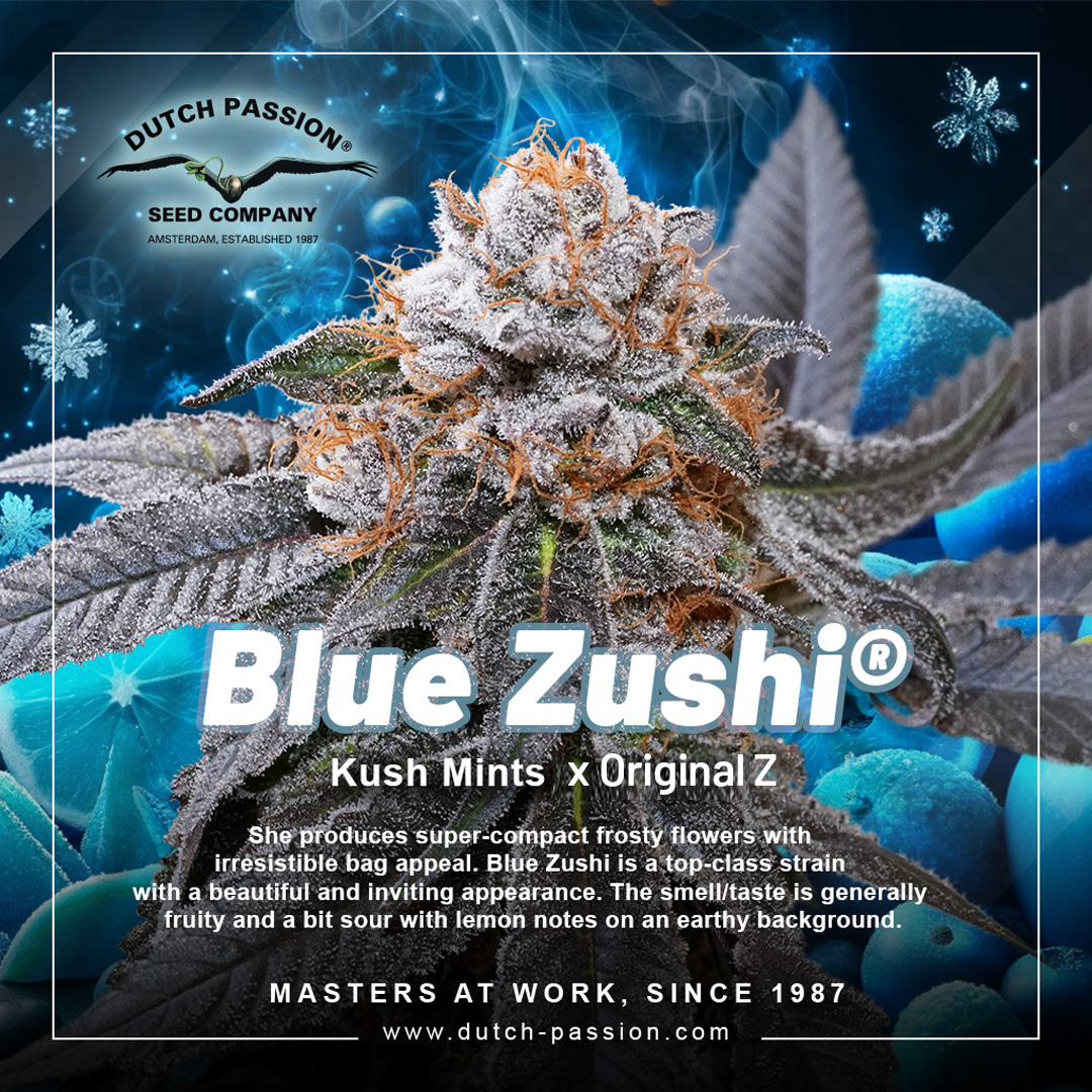 Blue Zushi tested with 26% THC levels | Dutch Passion