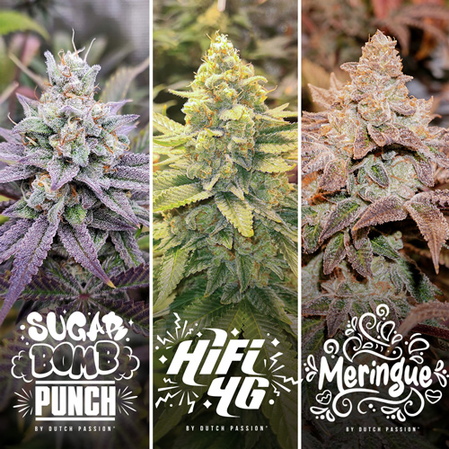 Buy High THC Feminised Cannabis Seeds Trial Pack | Dutch Passion