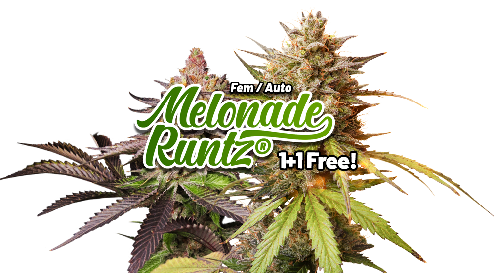 Dutch Passion | Cannabis Seed Bank Since 1987