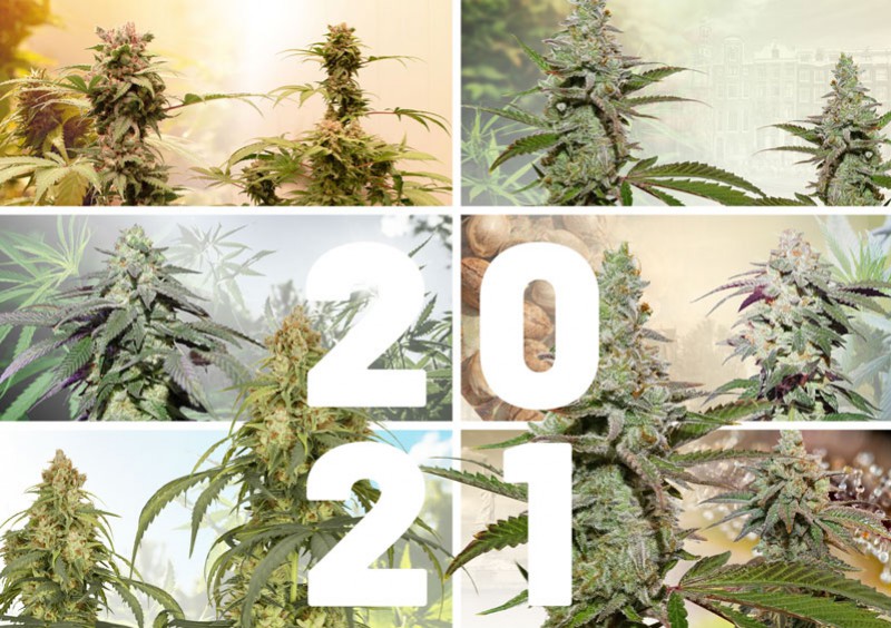 4 New Weed Strains to Discover in 2021 | Dutch Passion