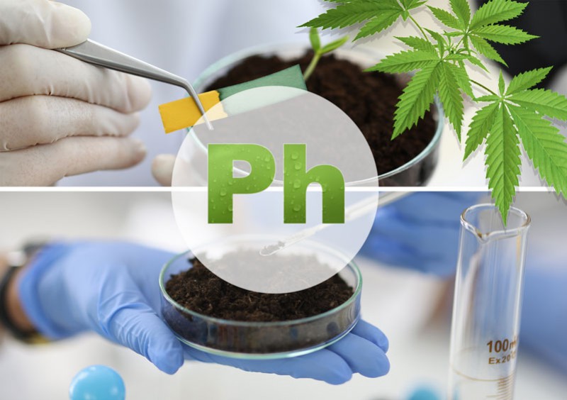 How pH affects Cannabis Plants (Chart) | Dutch Passion
