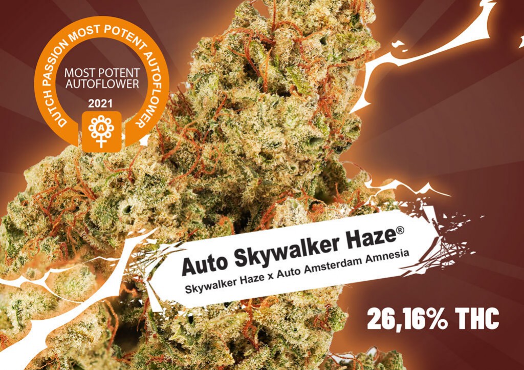Auto Skywalker Haze tested with 26% THC levels! | Dutch Passion
