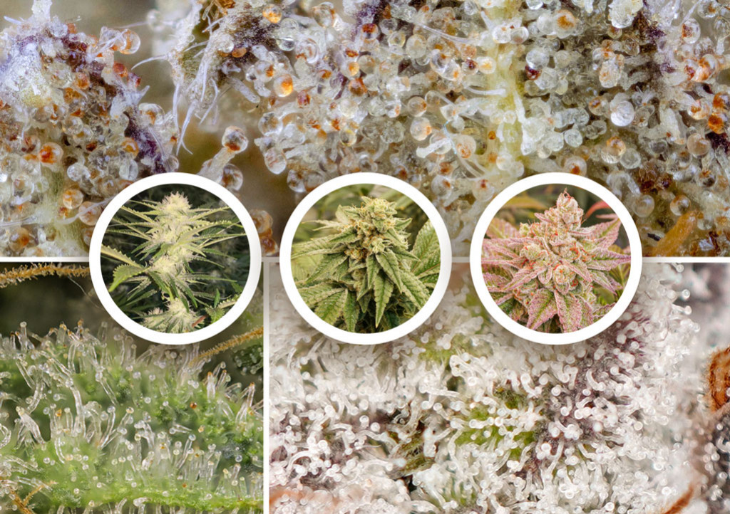 Understanding the Cannabis Ripening Process | Dutch Passion