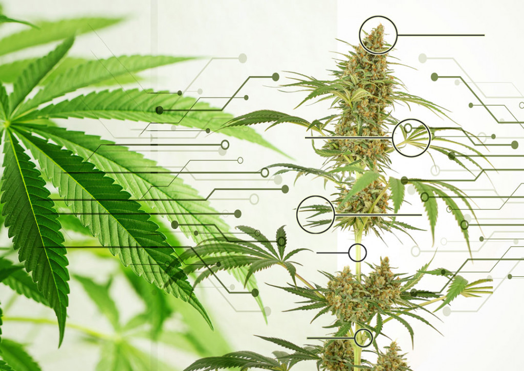 Anatomia delle piante di cannabis dal seme ai tricomi