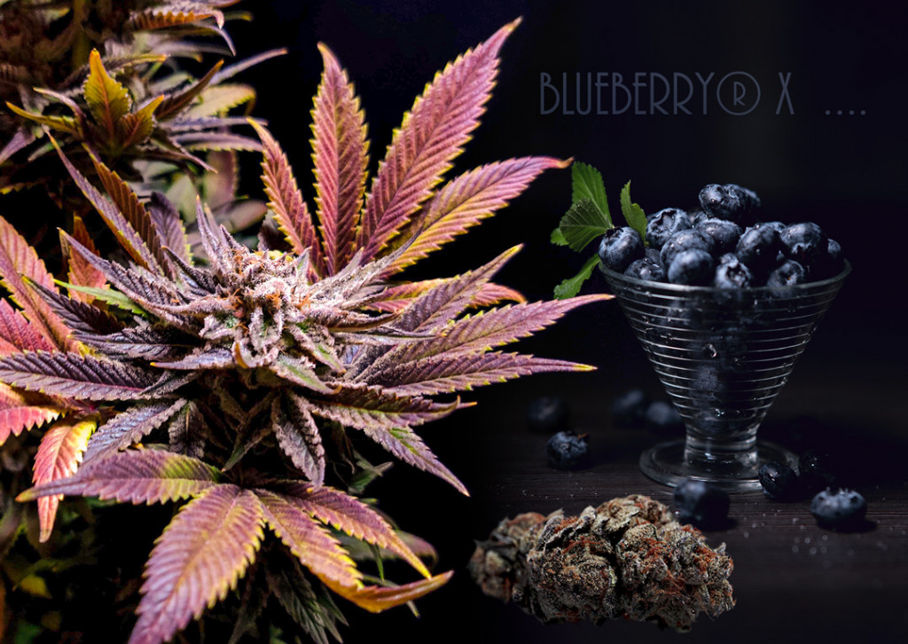 Top 5 gekreuzte Cannabis-Strains der 1970er Blueberry | Dutch Passion