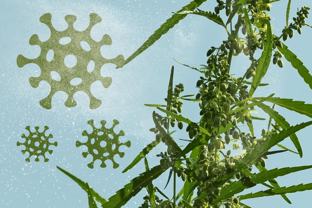 Cannabis Pollen: How to Collect, Store and Use it? | Dutch Passion