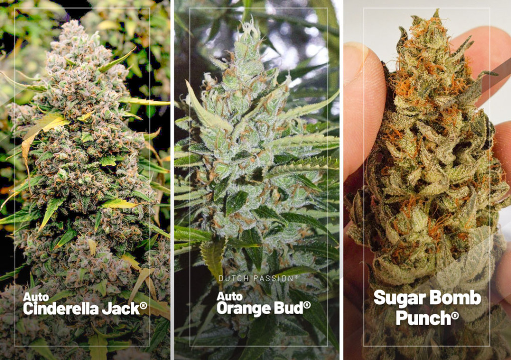 Best Cannabis Seed Reviews of January 2023 | Dutch Passion