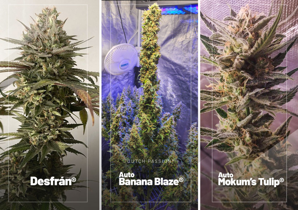 Best Cannabis Seed Reviews of June 2023 | Dutch Passion