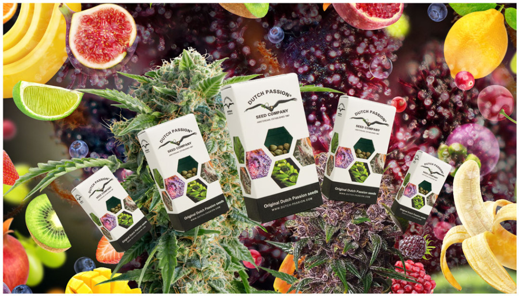 Top 6 Fruity Autoflower Cannabis Strains | Dutch Passion