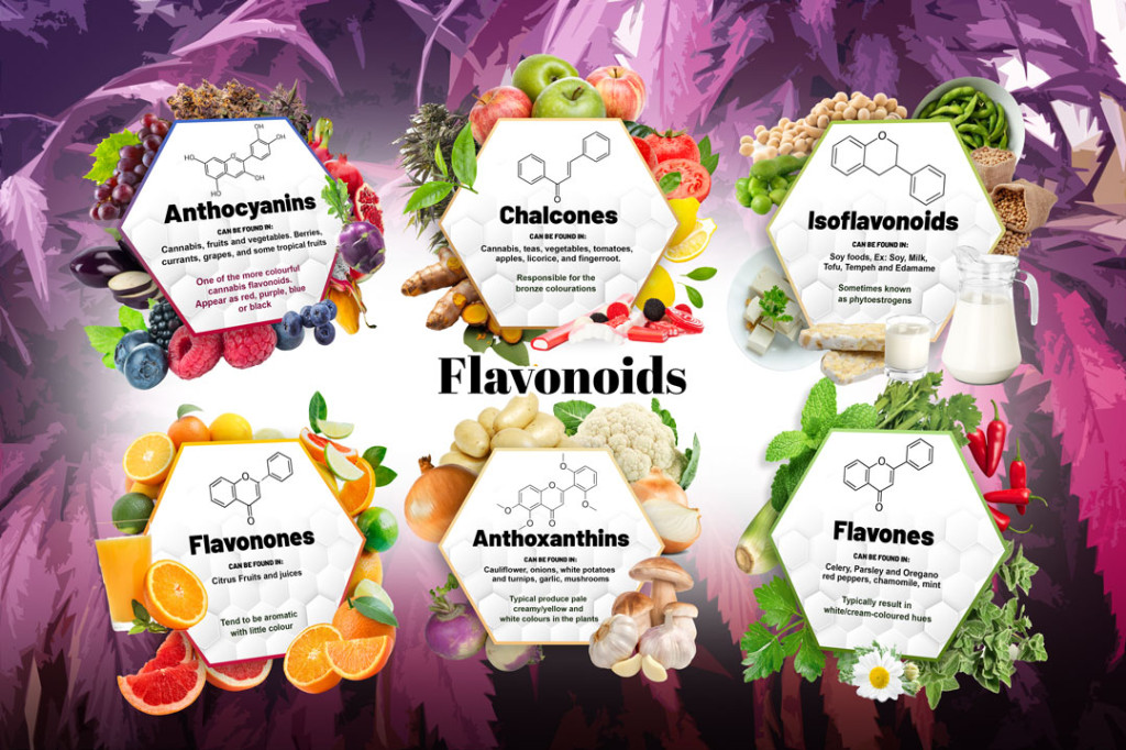 Cannabis Flavonoids - Chart, Benefits and Tips | Dutch Passion