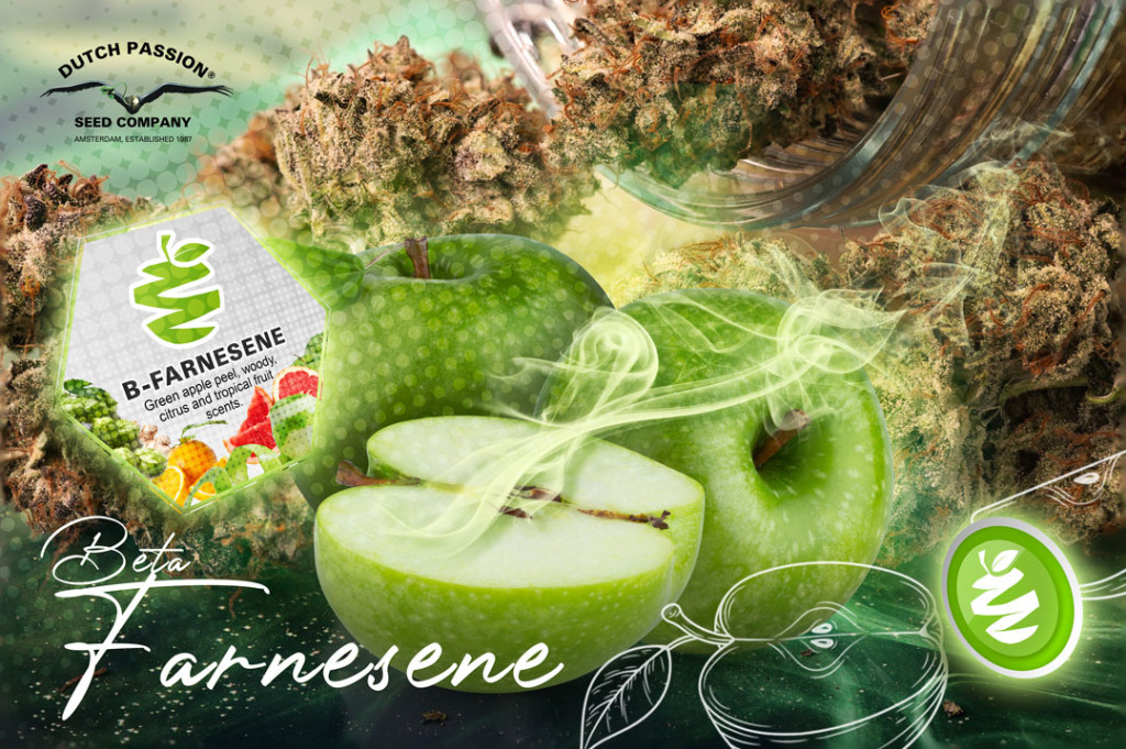 Farnesene Cannabis Terpene Properties and Effects | Dutch Passion