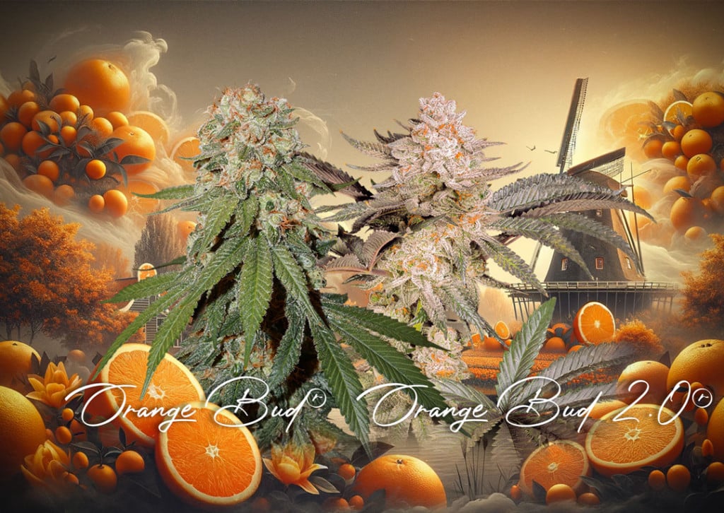 Comparación de Orange Bud 2.0 frente a la original | Dutch Passion