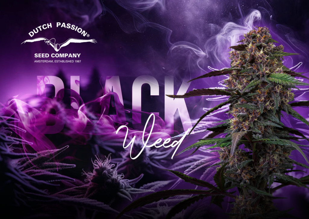 Weed noire : informations et détails essentiels | Dutch Passion