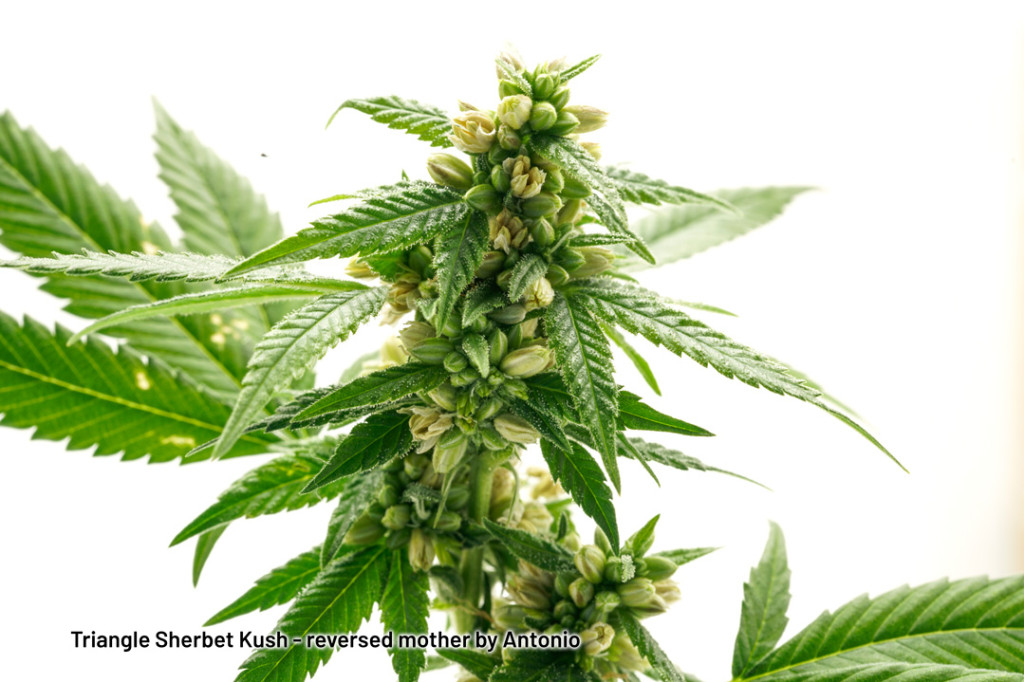 Cannabis Crossbreeding Illustrated Case Study | Dutch Passion