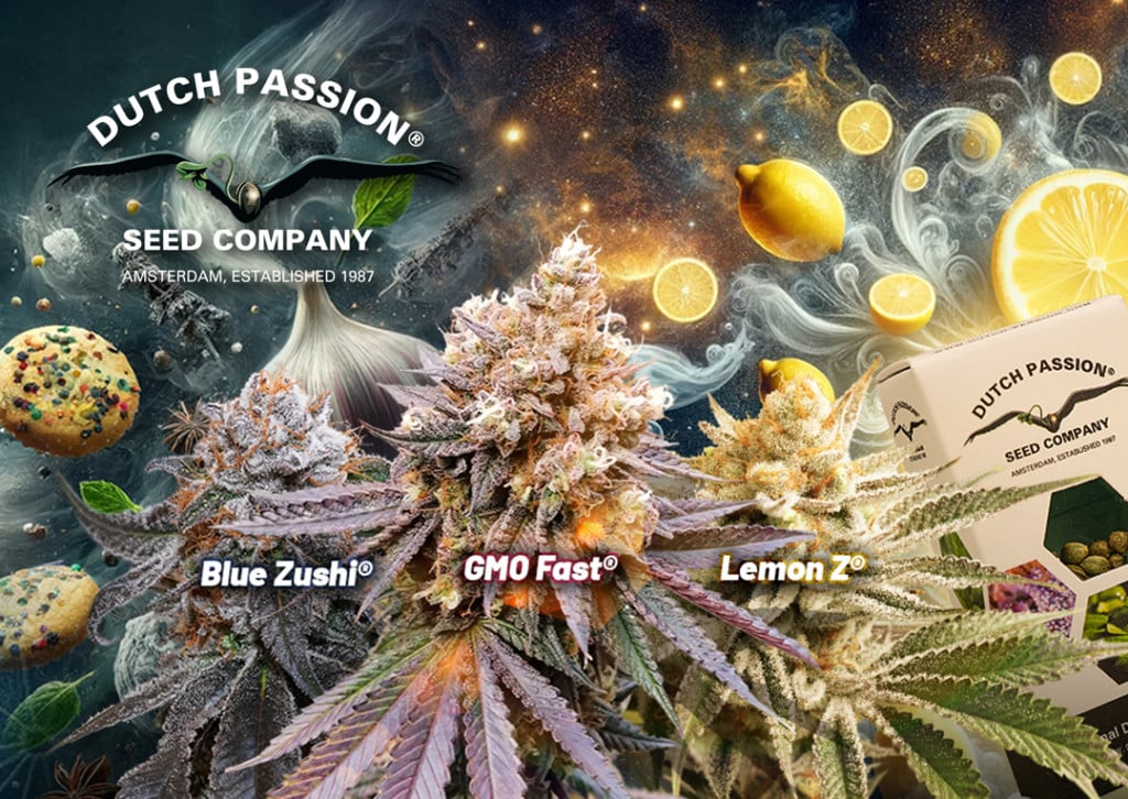 Nuevas Semillas de Cannabis: Blue Zushi, GMO Fast, Lemon Z