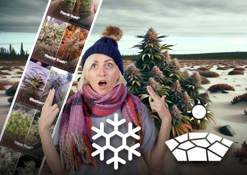 Top 5 strains to grow in cold & dry climates | Dutch Passion