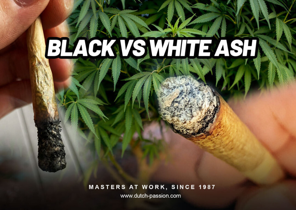 Theorien über weiße vs. schwarze Asche von Cannabis entlarvt | Dutch ...