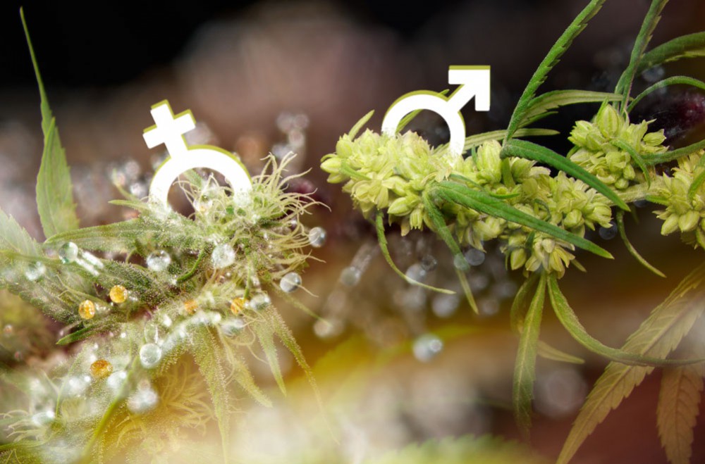 Sexing Cannabis How To Tell If Your Plant Is Male Or Female 0314