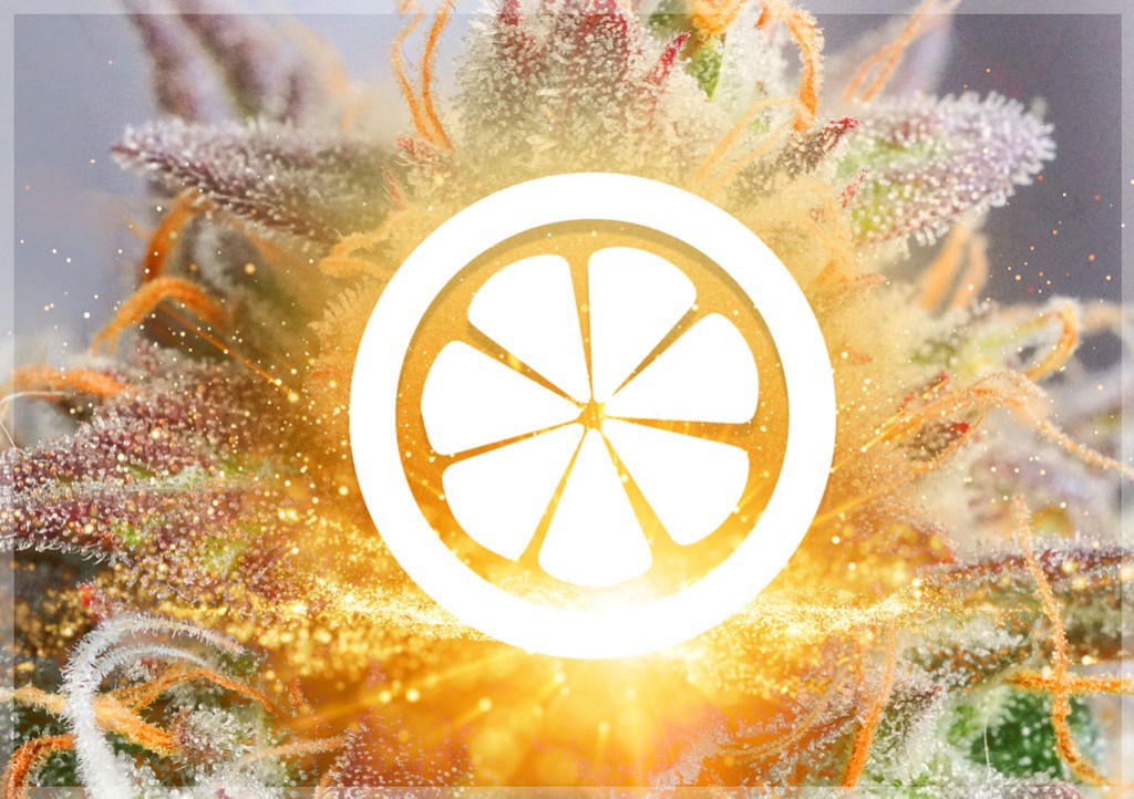 Orange Weed Strains: looking back at a 50-year legacy | Dutch Passion