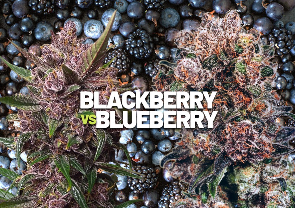 Blackberry vs Blueberry Cannabis Strain Comparison | Dutch Passion UK