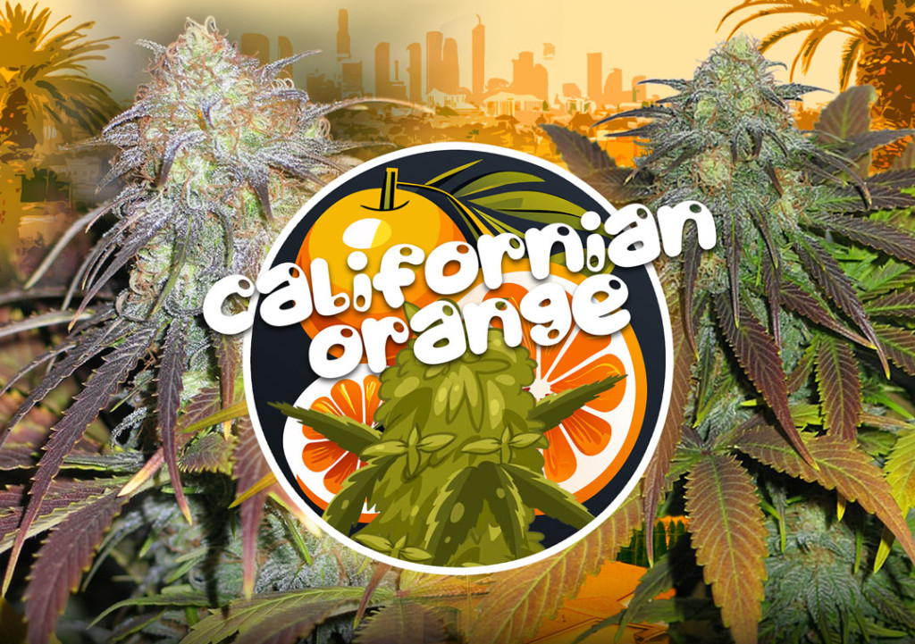 Californian Orange Cannabis Strain Story | Dutch Passion
