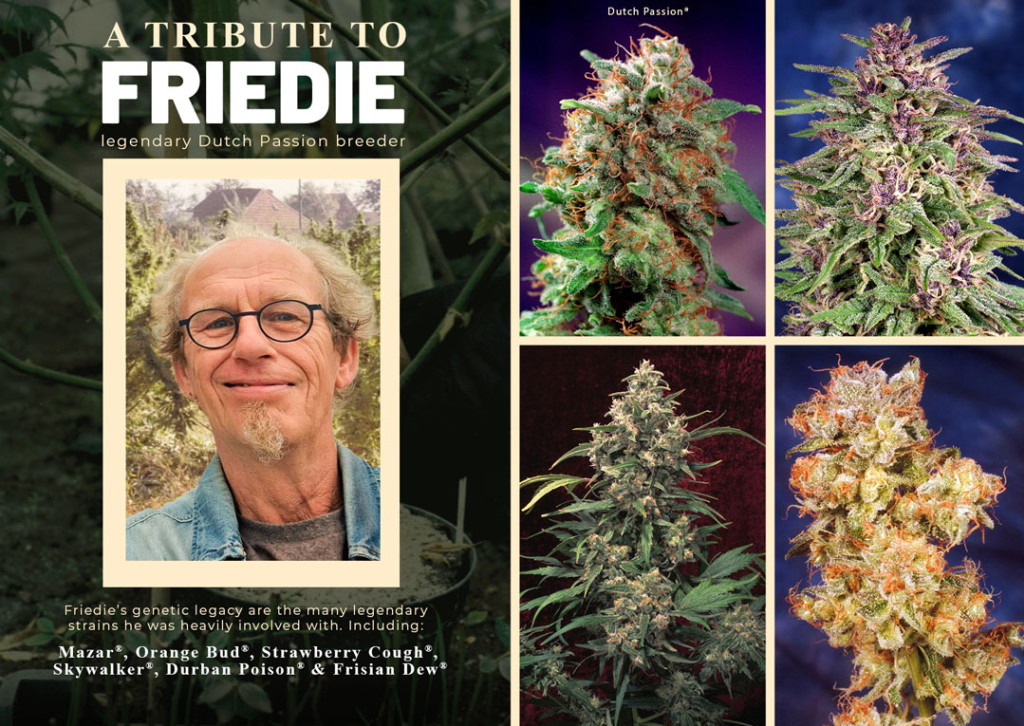A tribute to Friedie, legendary Dutch breeder | Dutch Passion UK