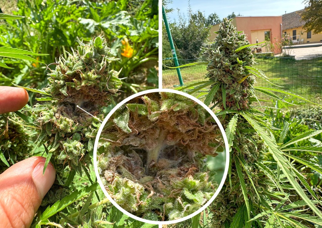 Cannabis bud rot Symptoms & Cure | Dutch Passion