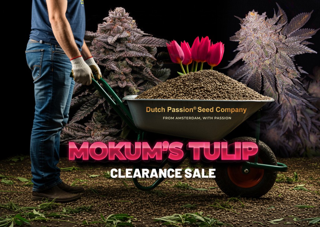 Mokum’s Tulip 1+1 Gratis Opruimingsactie | Dutch Passion