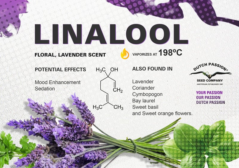 What is linalool and what are the properties of this terpene?