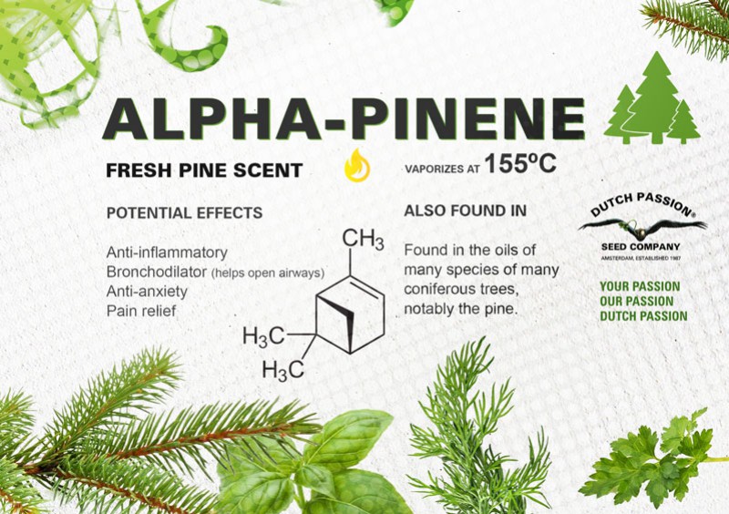 What is Alpha Pinene? Uses and Effects Of This Terpene | Dutch Passion