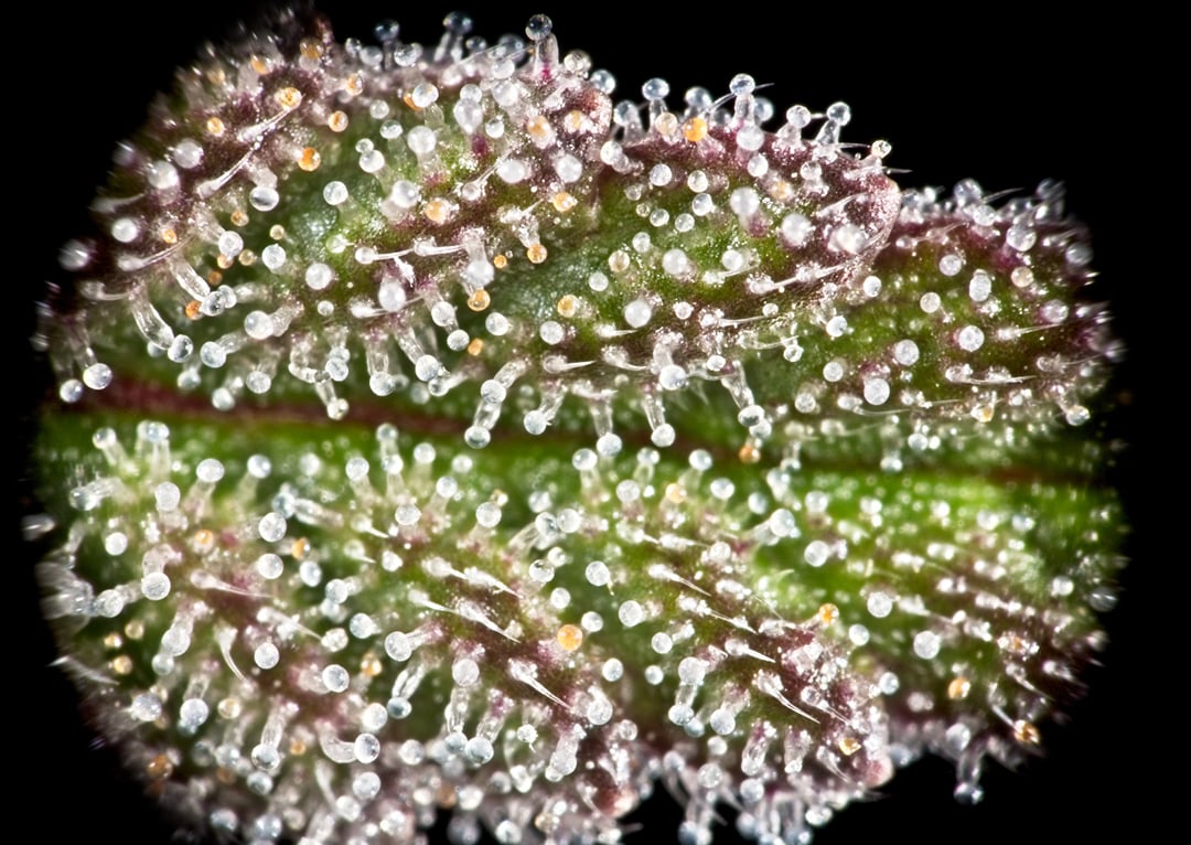 Cannabis trichomes, all you need to know | Dutch Passion
